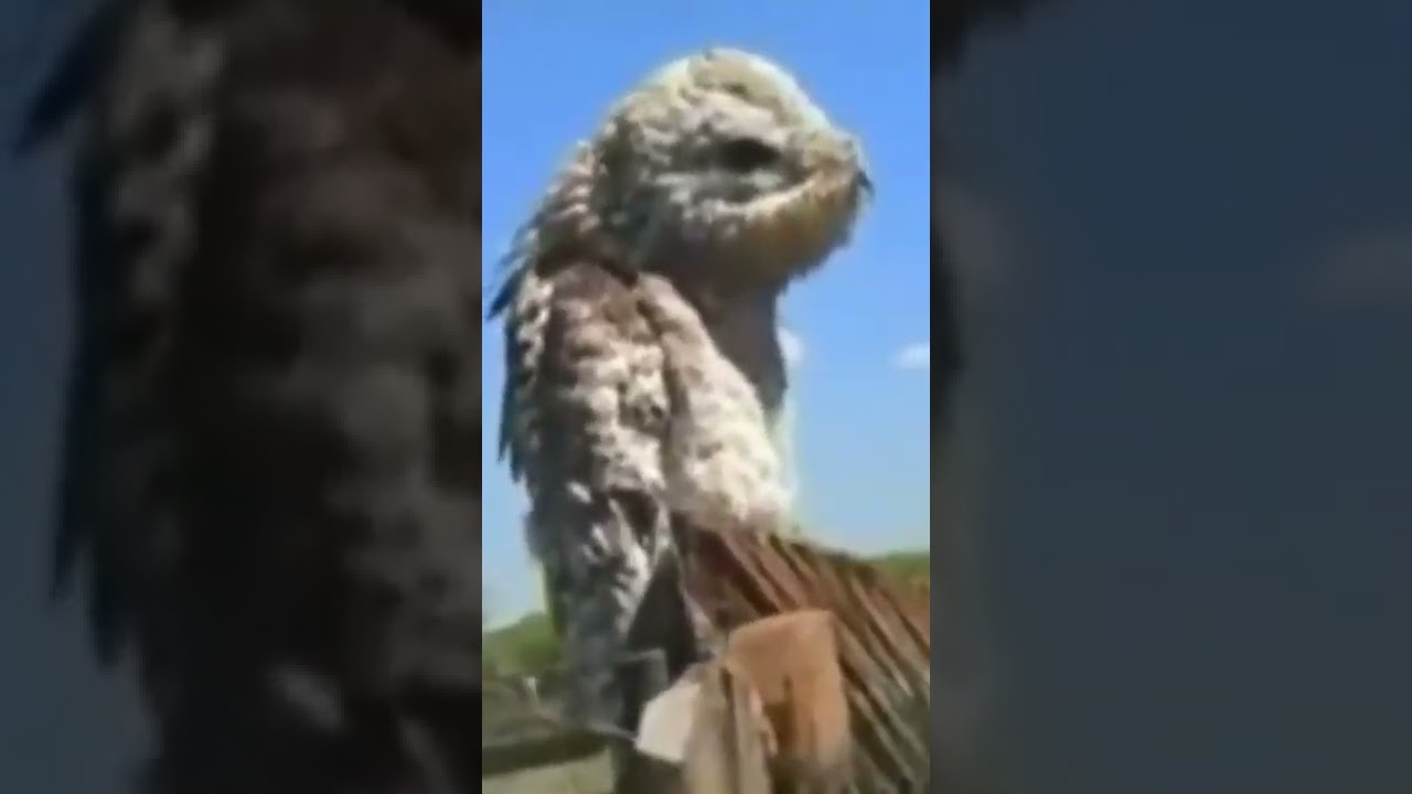 Ghost bird sound - YouTube