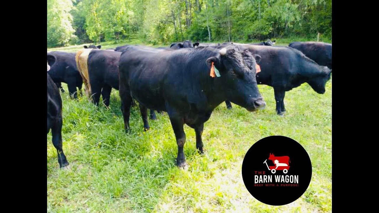 The Barn Wagon American Wagyu Beef - Top Sirloin - YouTube