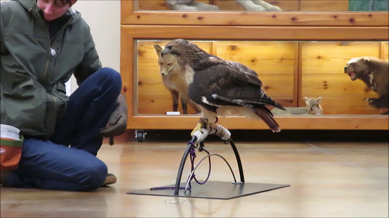 Red-tailed Hawk bow perch training session - YouTube