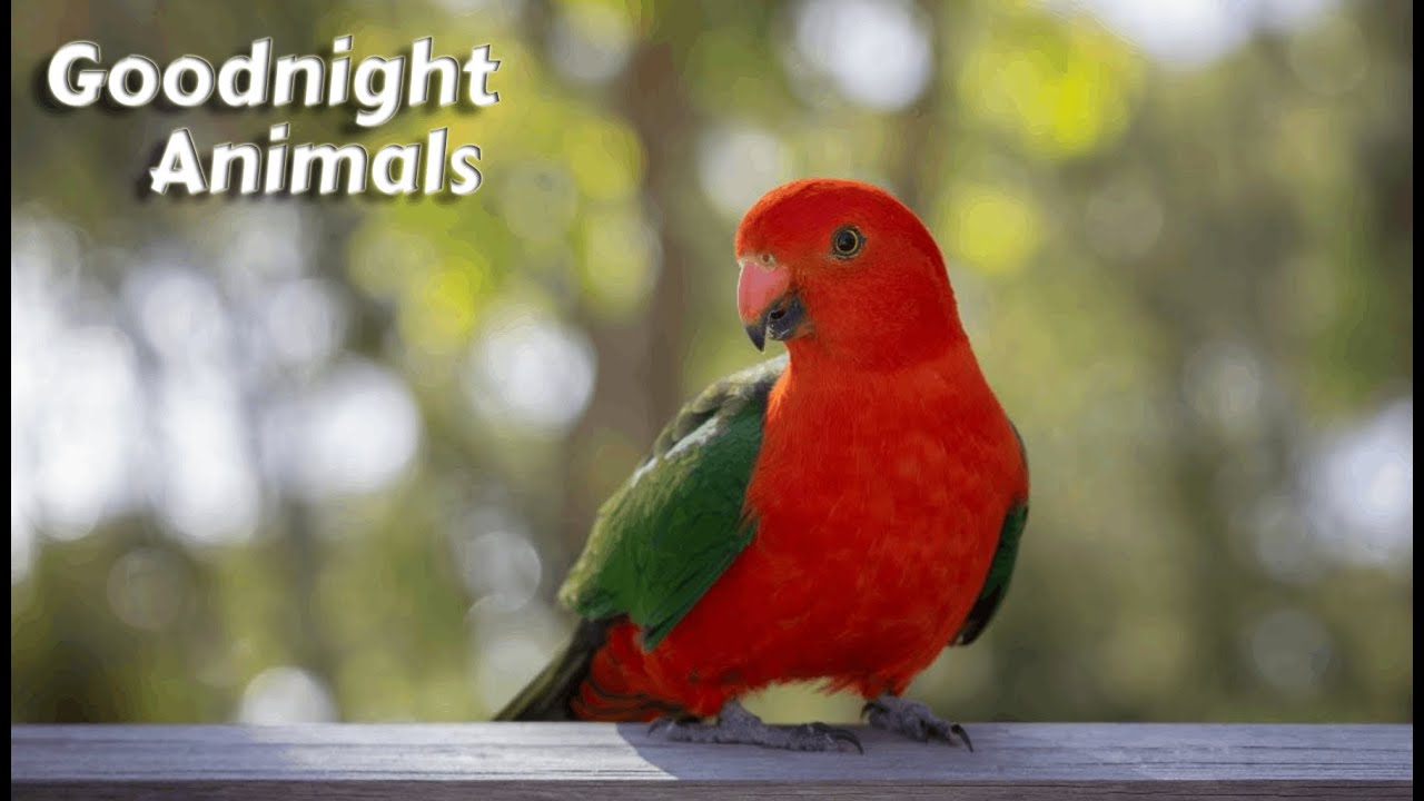 Goodnight, Animals: Realistic Animal Activities for Bedtime Stories for ...