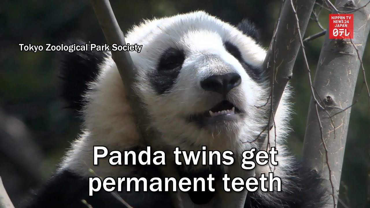 Panda twins get permanent teeth - YouTube