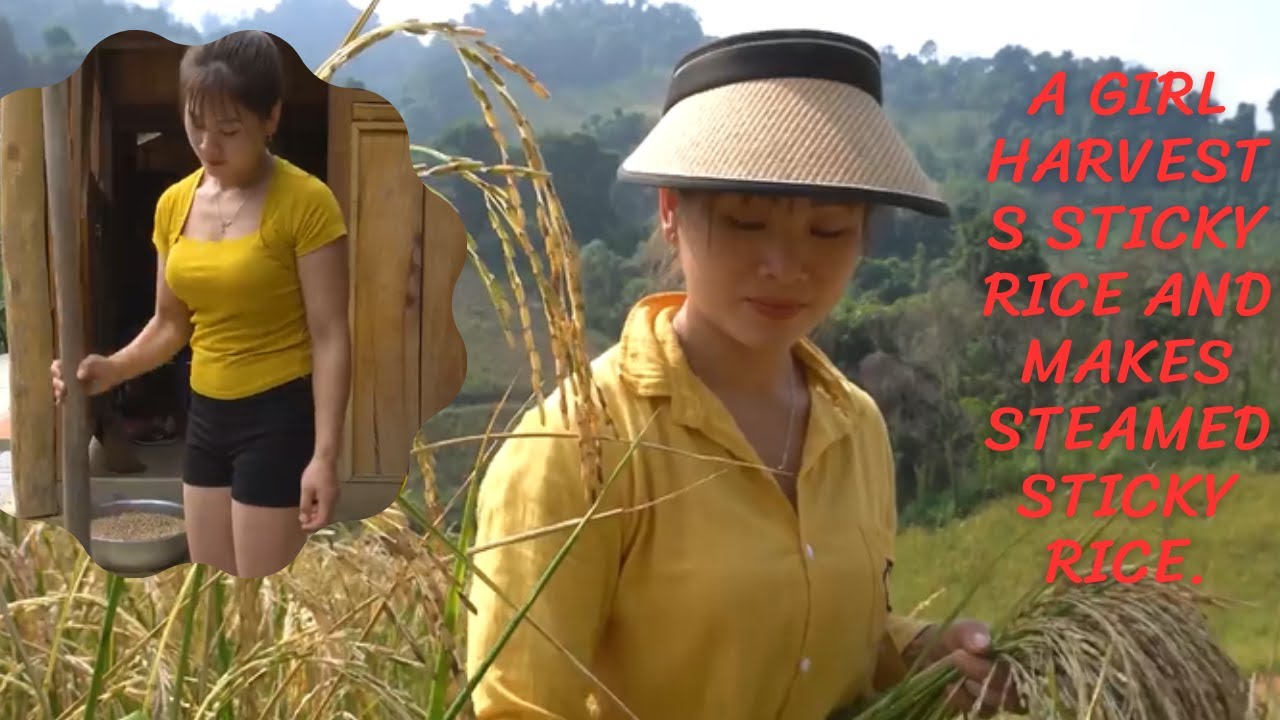 A girl harvests sticky rice and makes steamed sticky rice. || nguyen ...