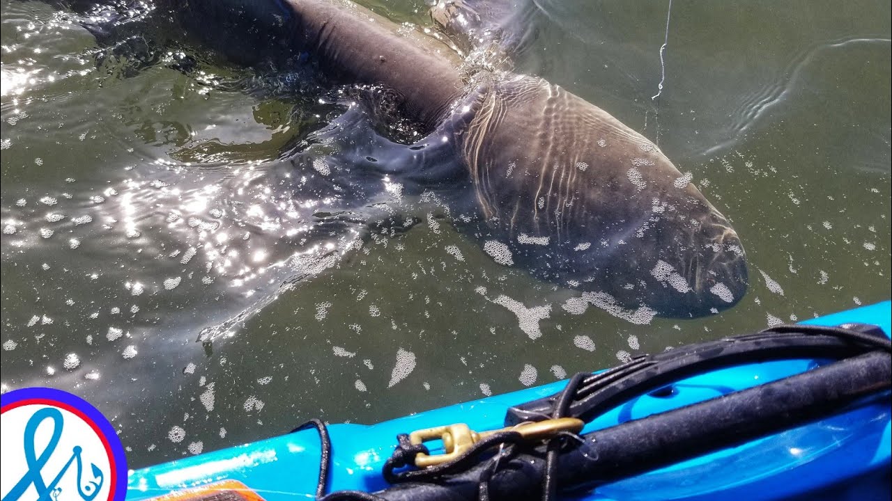 First SHARK CAUGHT OFF Bonafide Kayaks SS127 with Bixpy JET Chicken Key ...