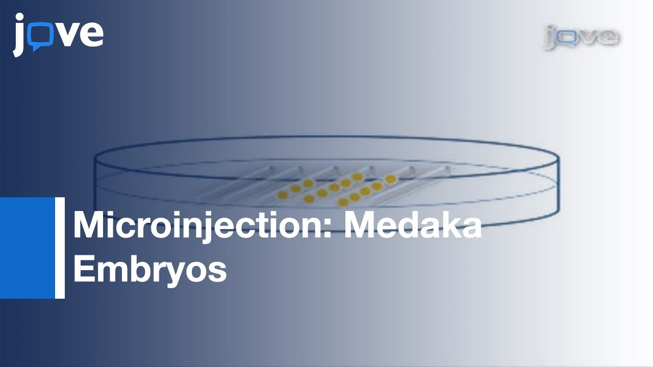 Microinjection: Medaka Embryos: Use As Model Genetic Organism l ...