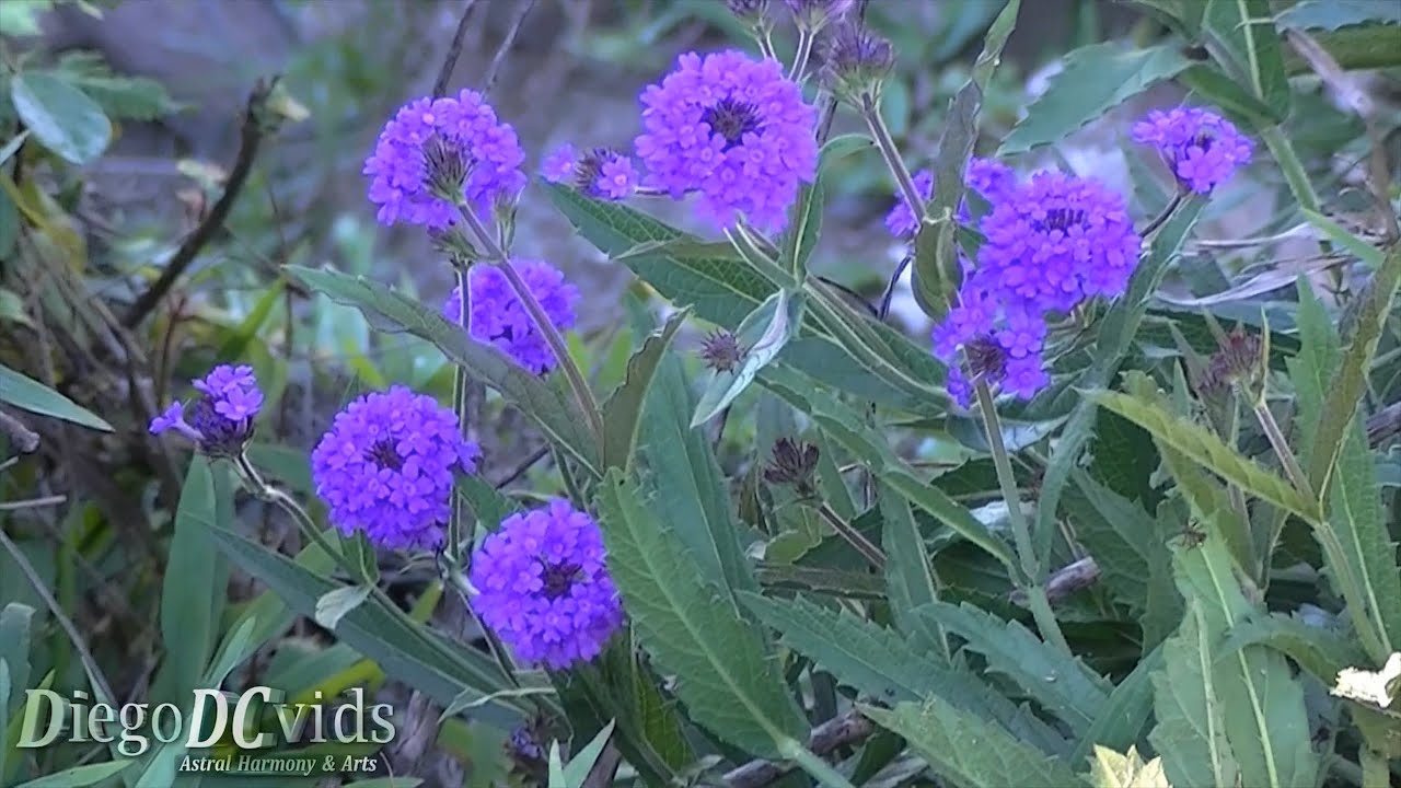 Verbena rigida - slender vervain - tuberous vervain (Verbenaceae) - YouTube