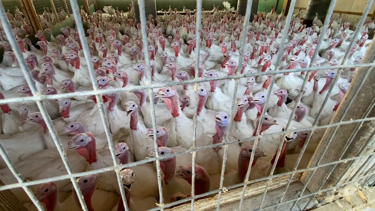 Bob's Turkey Farm, Lancaster, MA - YouTube