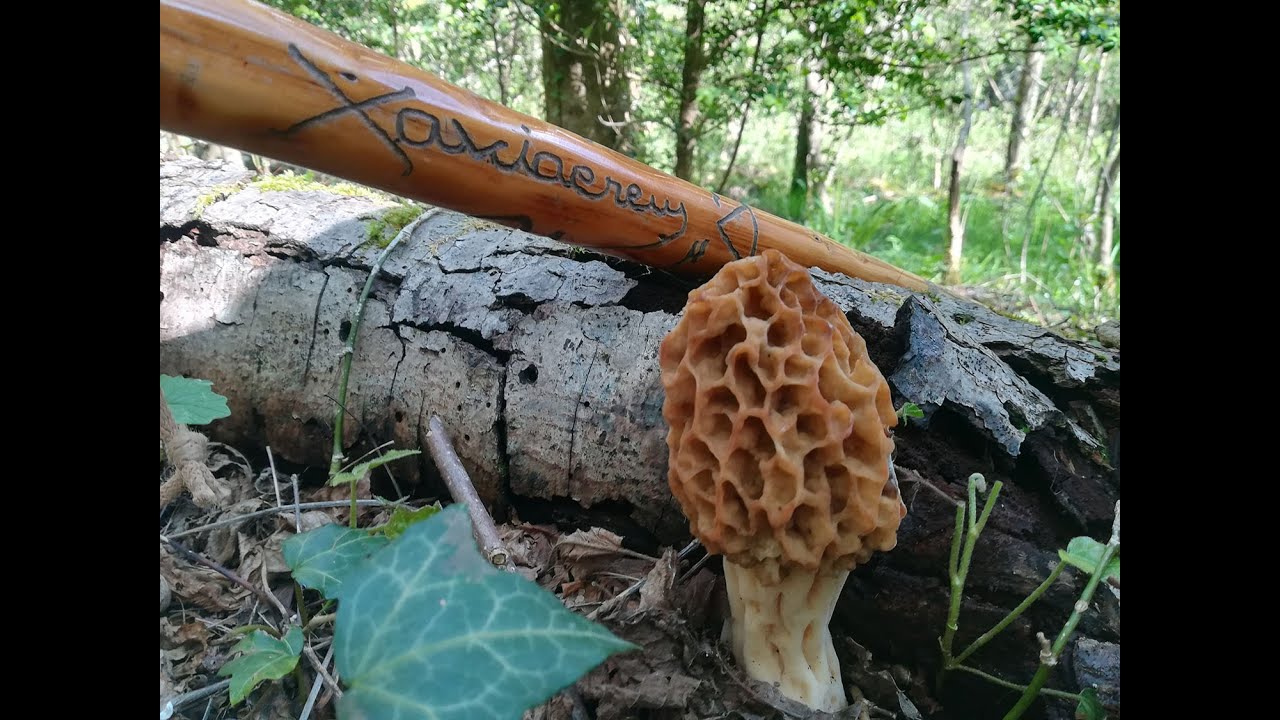 Morel Mushroom SUPER CORTO Final Murgulas y Marzuelos Mayo 2021 - YouTube