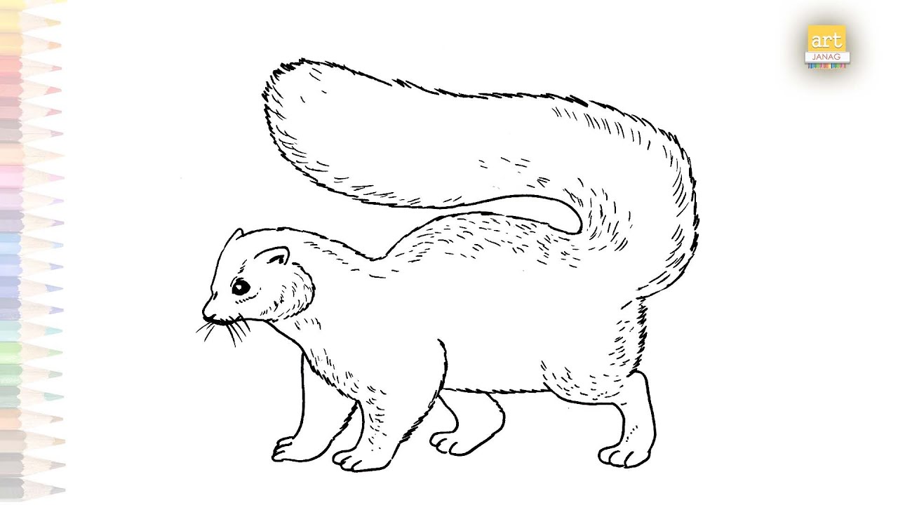 Ferret outline drawing video | Dibujo de hurón | How to draw A Ferret ...