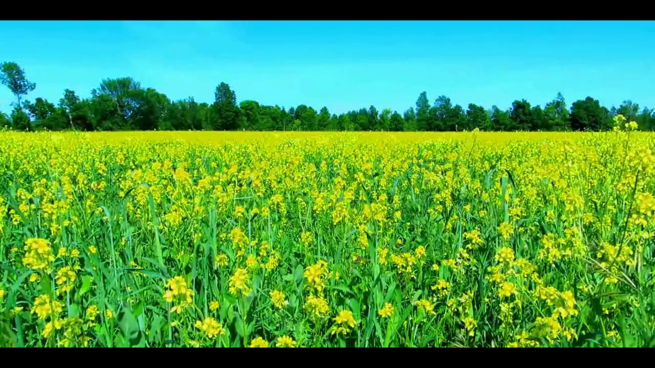 Eva Cassidy - Fields of Gold (Shane August remix) NightCore Version ...