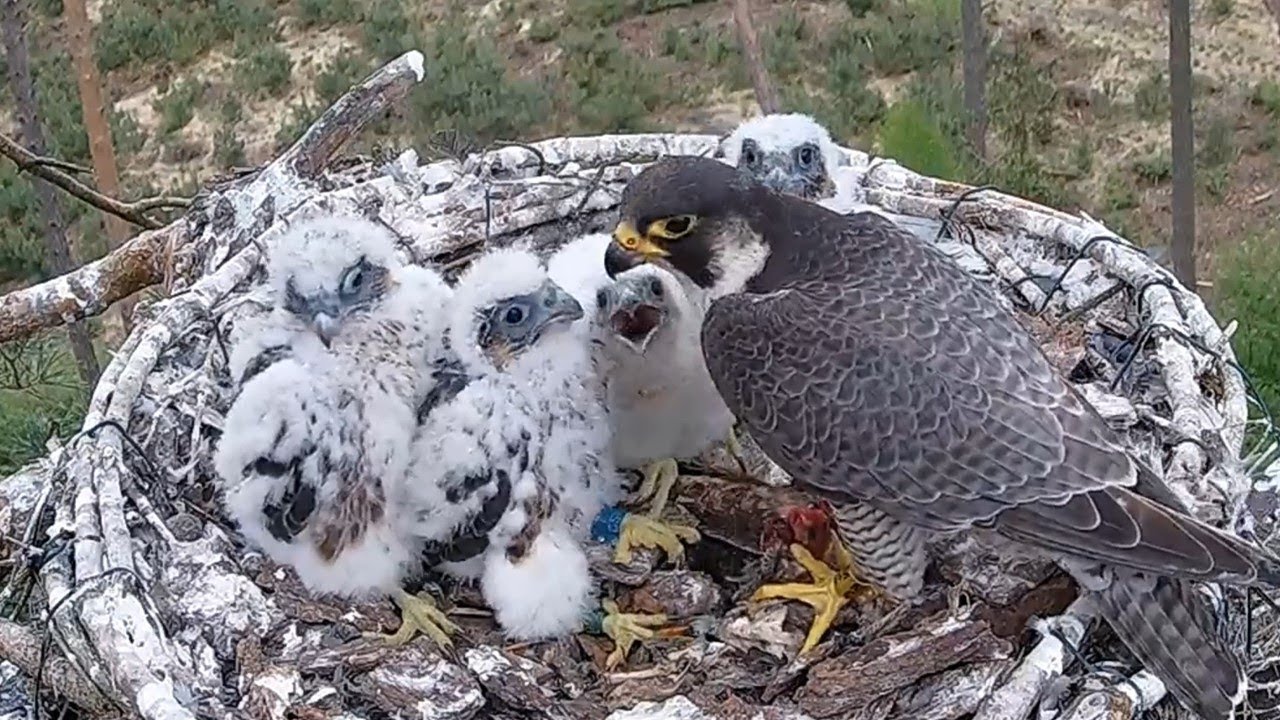 E52 | Review mom dad birds brings food to feed their chicks in the nest | Birds Nest Family # ...