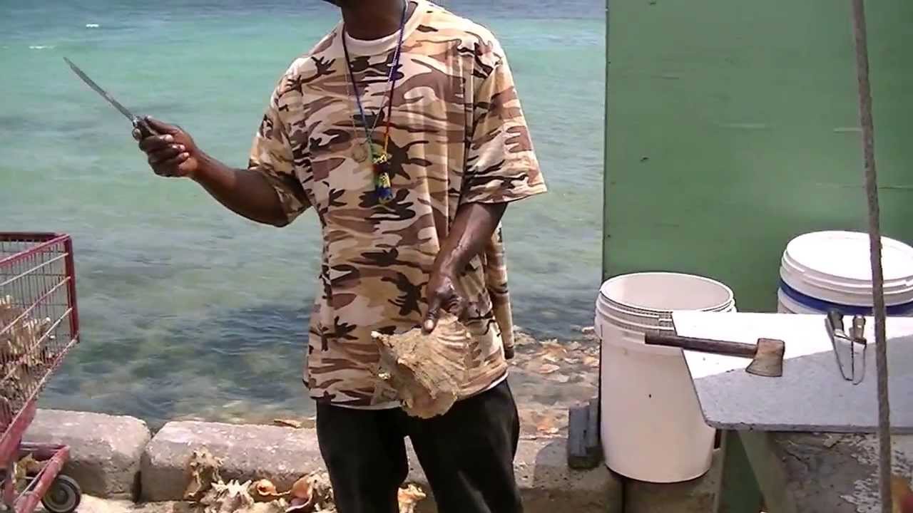 Conch Shell Demonstration Nassau Bahamas how to remove a Conch from its ...