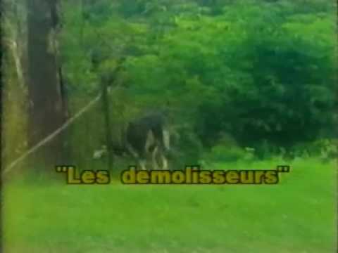 The Littlest Hobo song ♫ (original video opening) - Terry Bush - YouTube