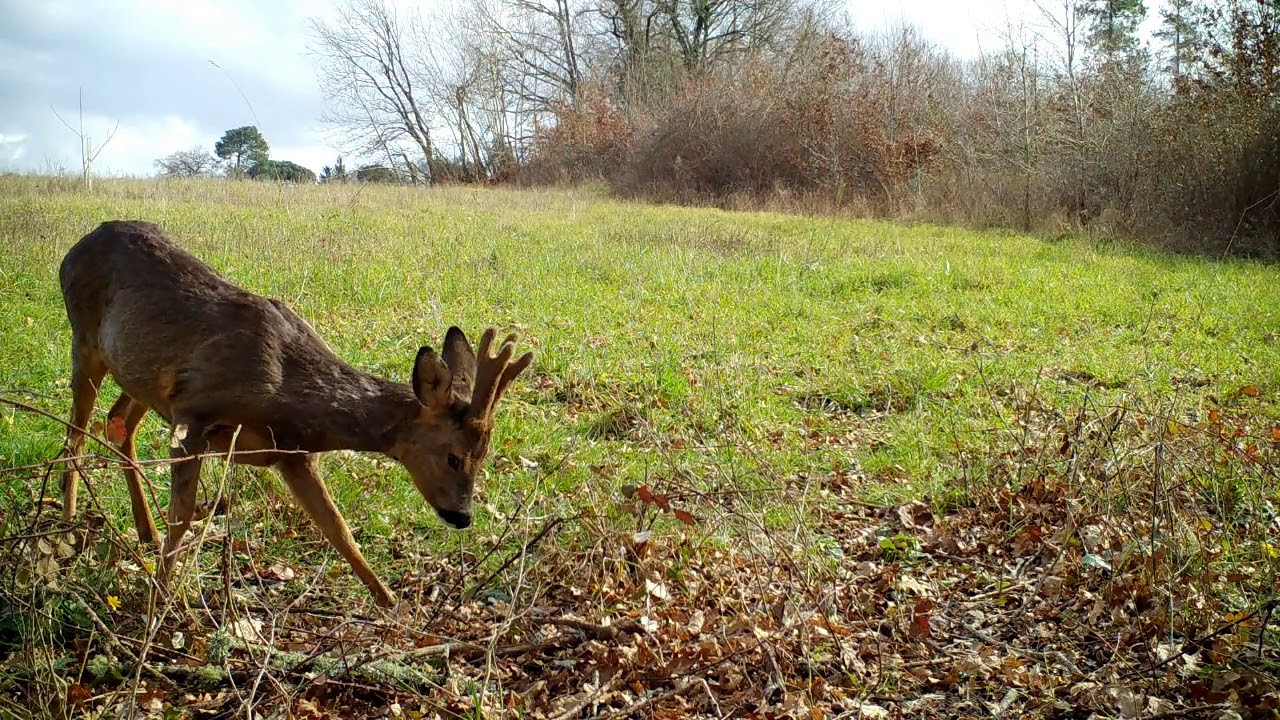 piège photographique......HD - YouTube