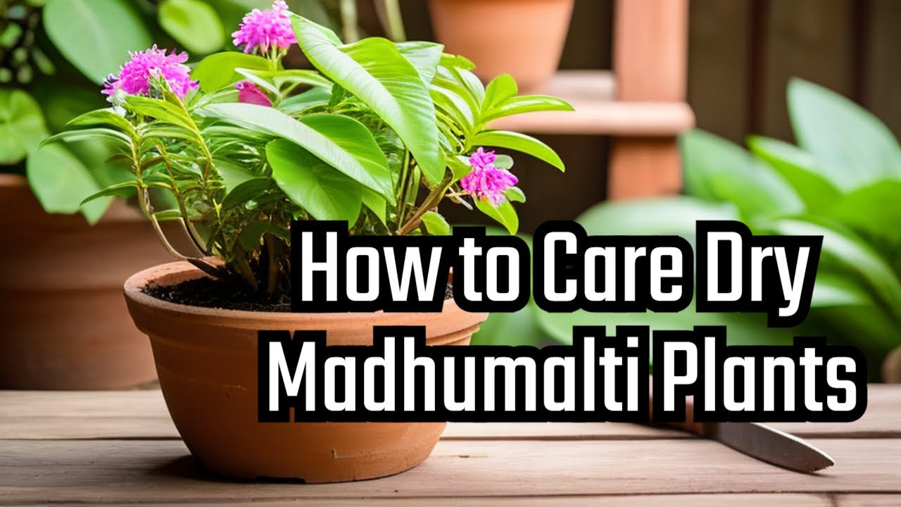 How to Care Dry Madhumalti Plants || Repotting Madhumalti - YouTube