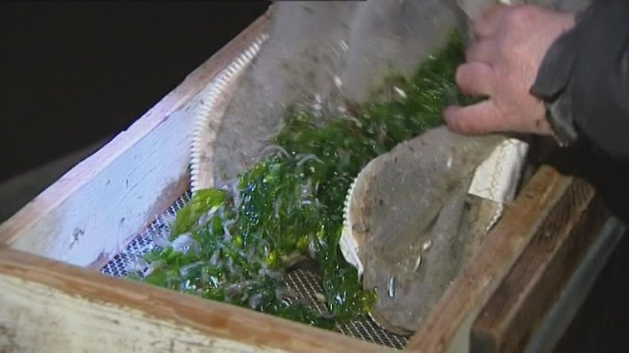 La pêche à la civelle vit-elle ses derniers jours en France ? - YouTube