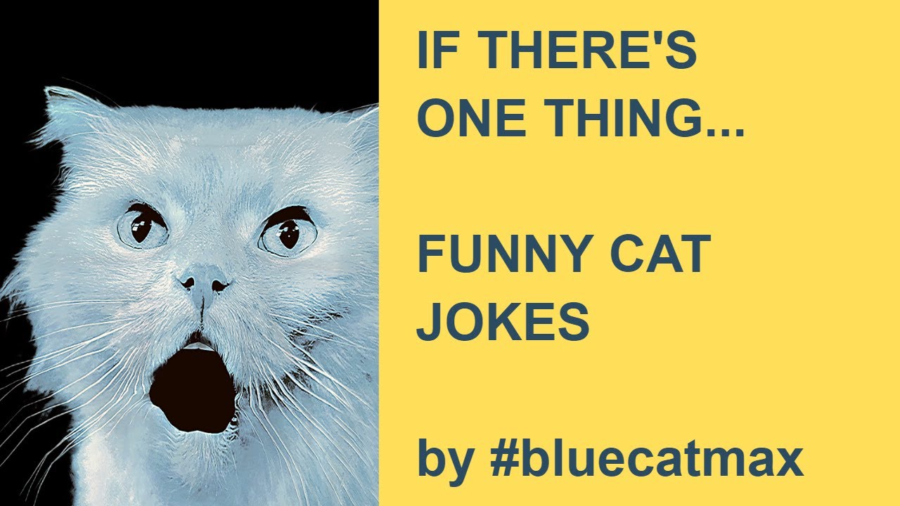 If Theres One Thing That Youd Like To Do All The Time.... Funny Cat ...