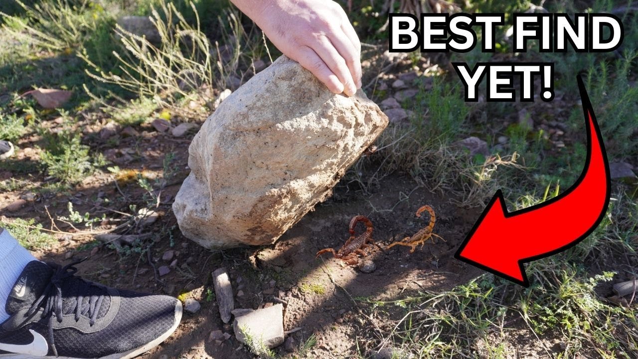 Flipping Rocks And Finding Some Beautiful Animals! - YouTube