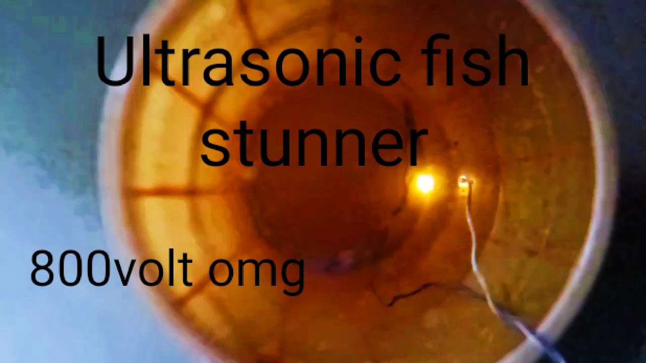 ultrasonic fish stunner - YouTube