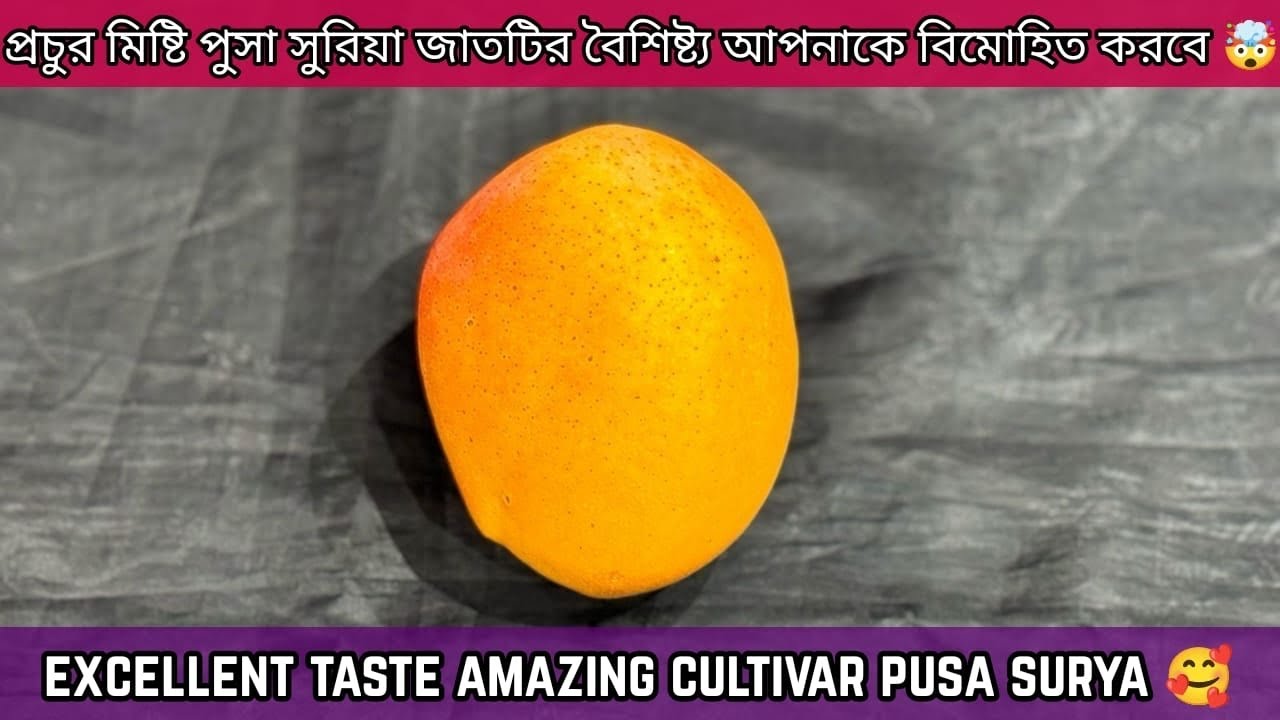 রুপে গুনে অতুলনীয় স্বাদের আম পুসা সুরিয়া। Pusa Surya Mango Brix🤩 ...