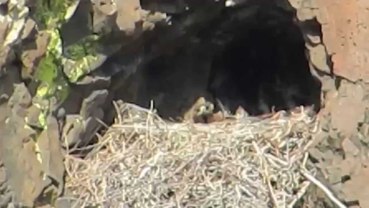 RHM Golden Eagle Nest at Bighorn Sheep Cliff @ Yakima Canyon WA - YouTube