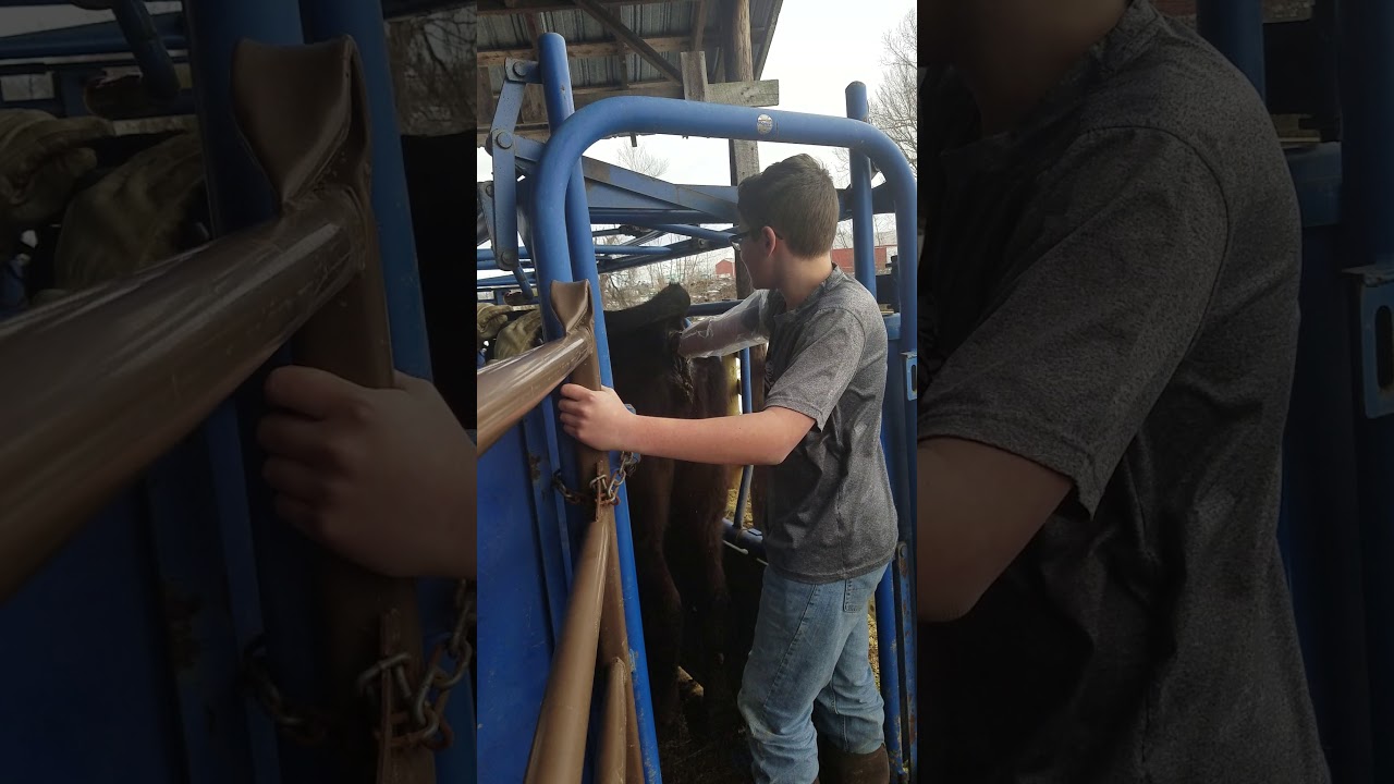 How to palpate a cow - YouTube