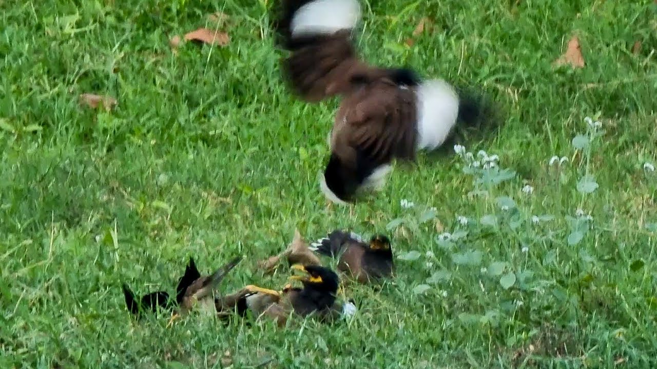 Common myna fighting sounds - YouTube