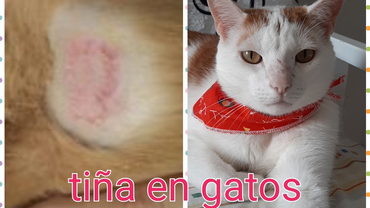 ¿Cómo curar la tiña en Gatos 🐱? Remedio casero # hongos #gatosenfermos ...