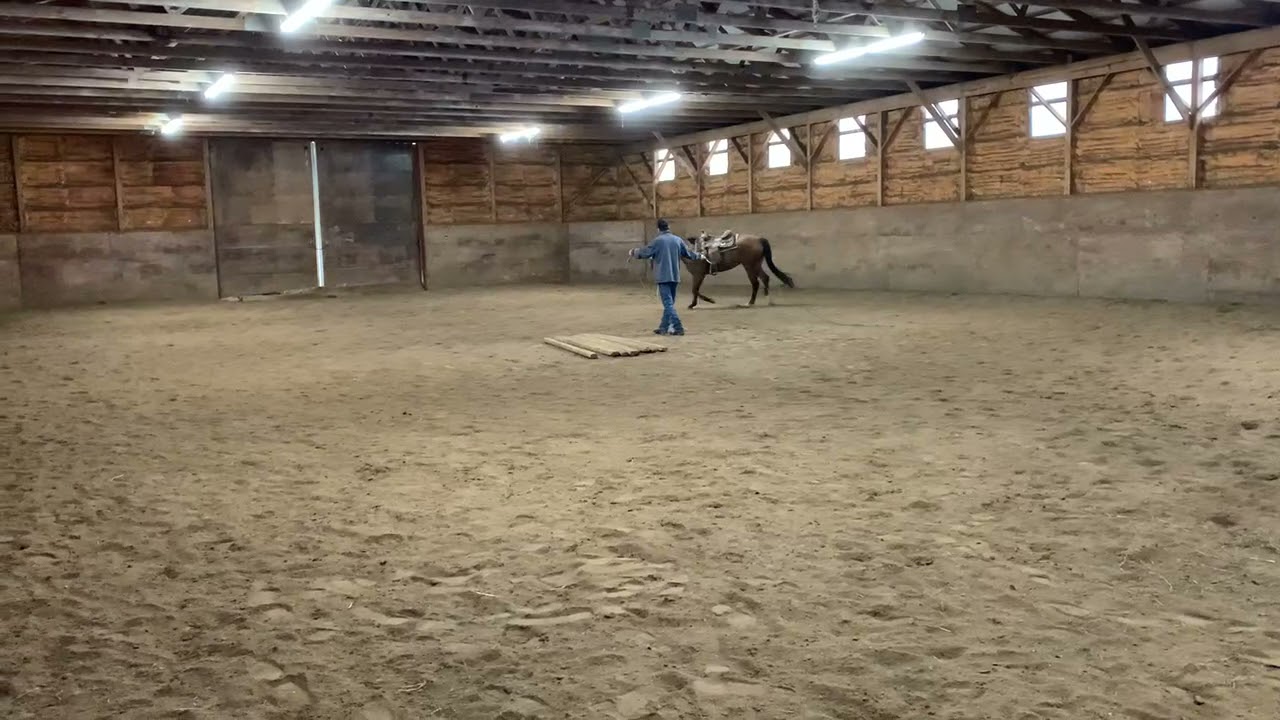 AQHA 3yo 15hh Batt Man filly - YouTube