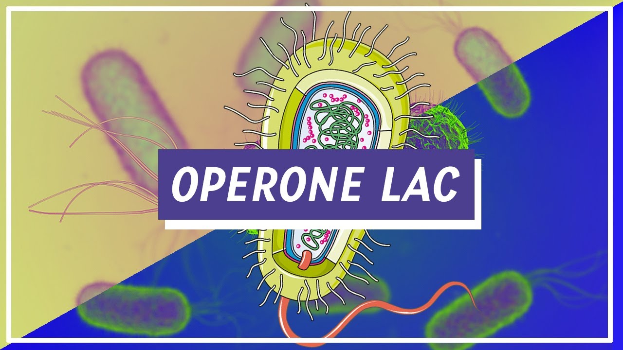Operone Lac | Pillole di Scienza - YouTube