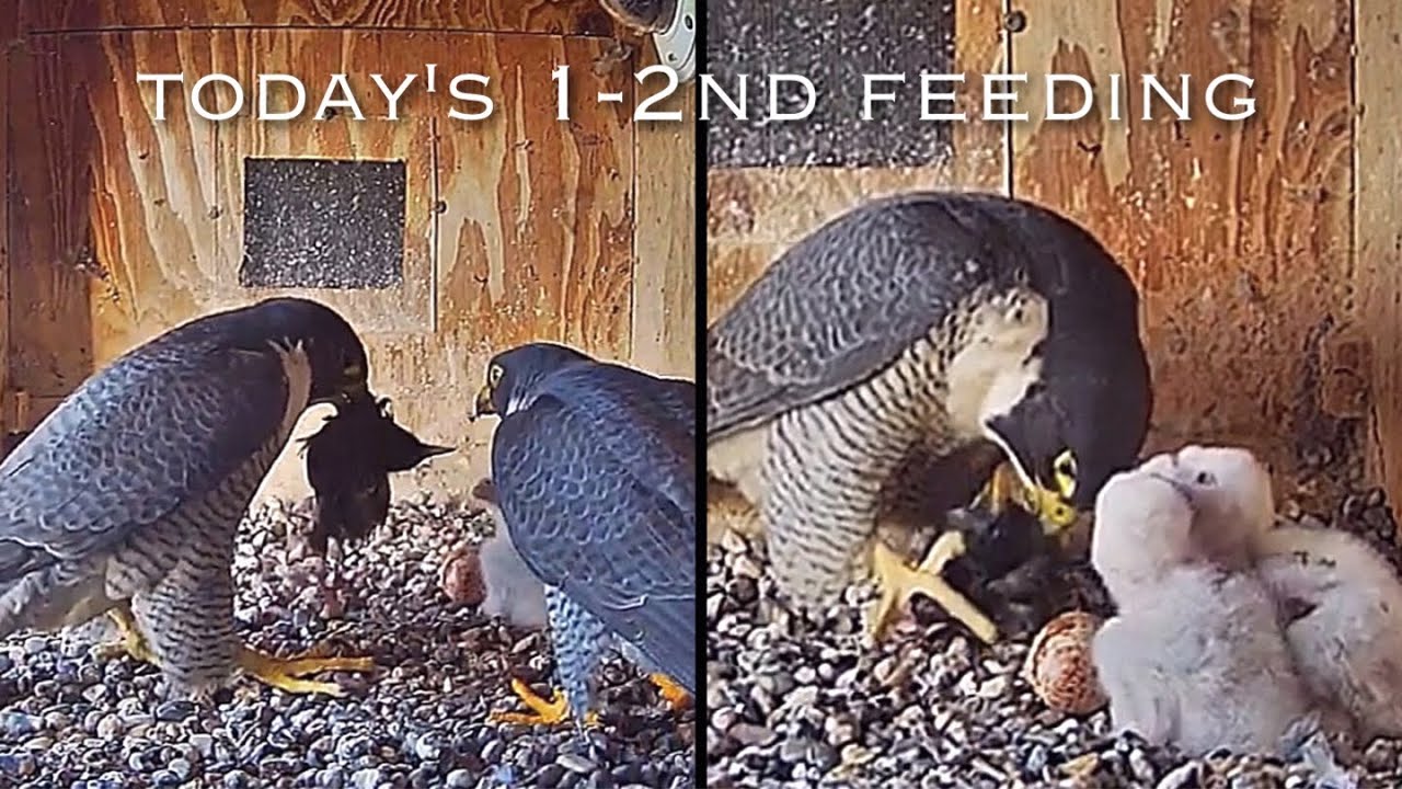 #47🦅Falcon Nest ／Box Camera - FalconCam Project LIVE - YouTube