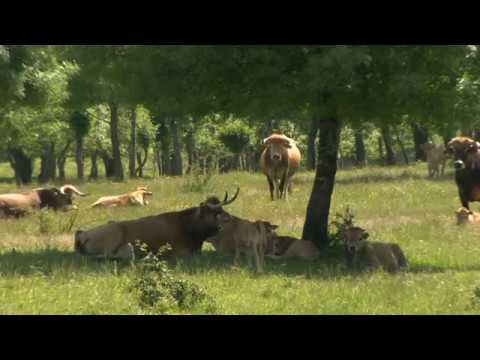 Carne Mirandesa - Video Promocional 2014 - Português - YouTube
