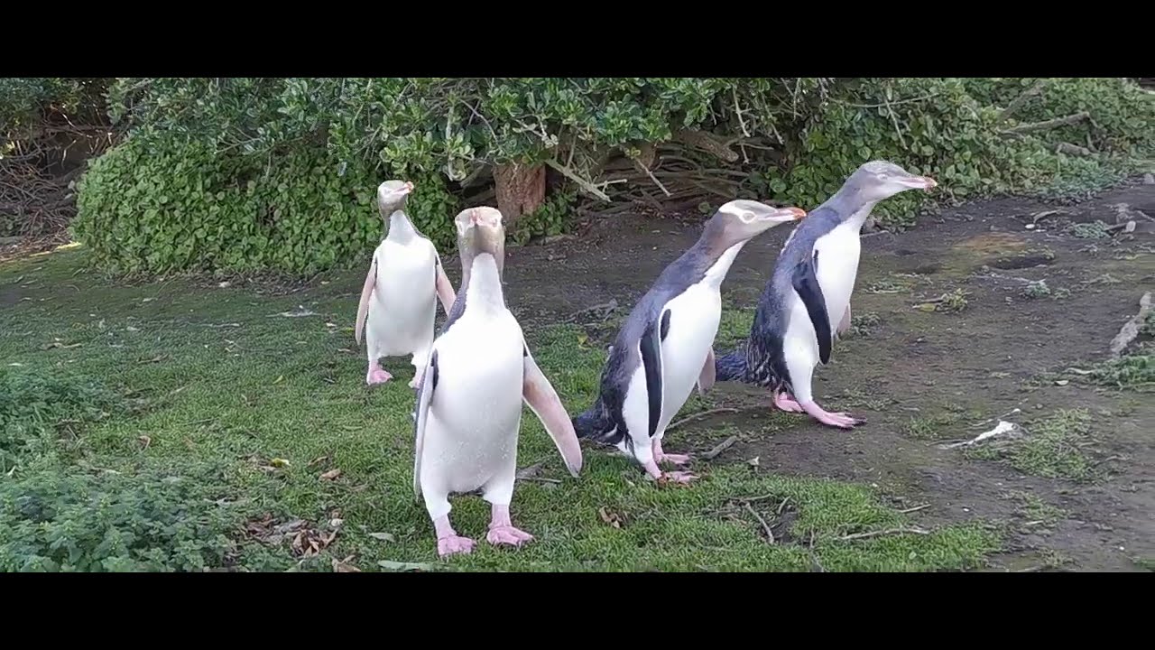 Penguin Rescue - Garden of Eden - YouTube