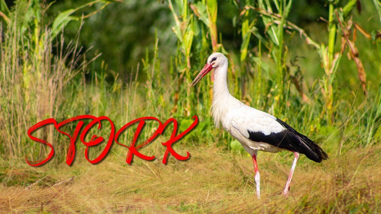 How Stork Sounds | White stork sounds from - YouTube