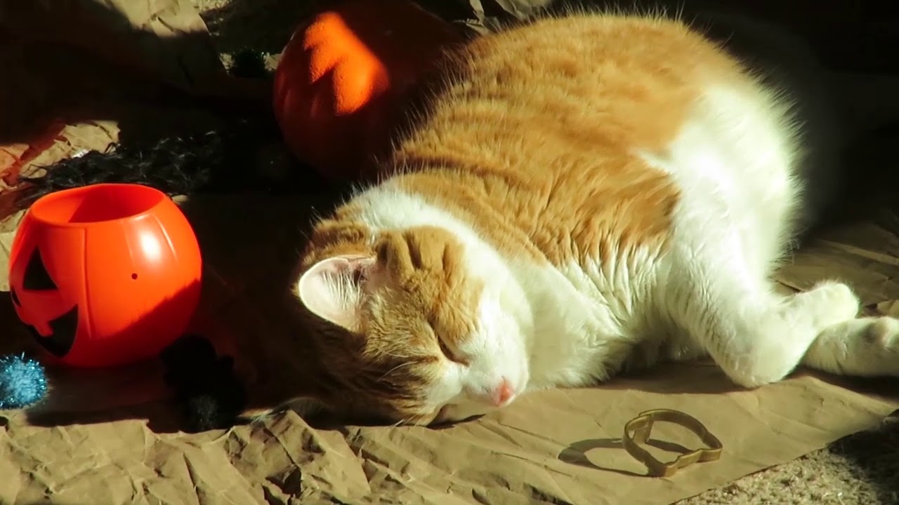 The Sleepiest Pumpkin Cat In The Patch - YouTube