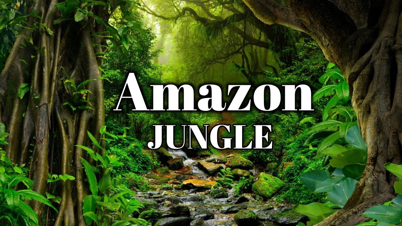 amazon jungle|amazon forest|amazon animals|amazon animals video|amazon ...