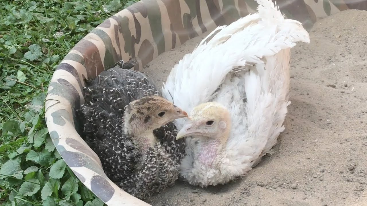 Adorable 5 week old turkey poults taking their first dust bath! - YouTube