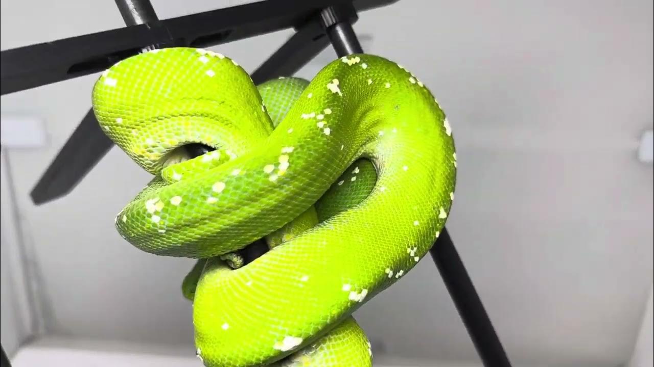 Aru Green Tree Python 12/11/24 F1 - YouTube