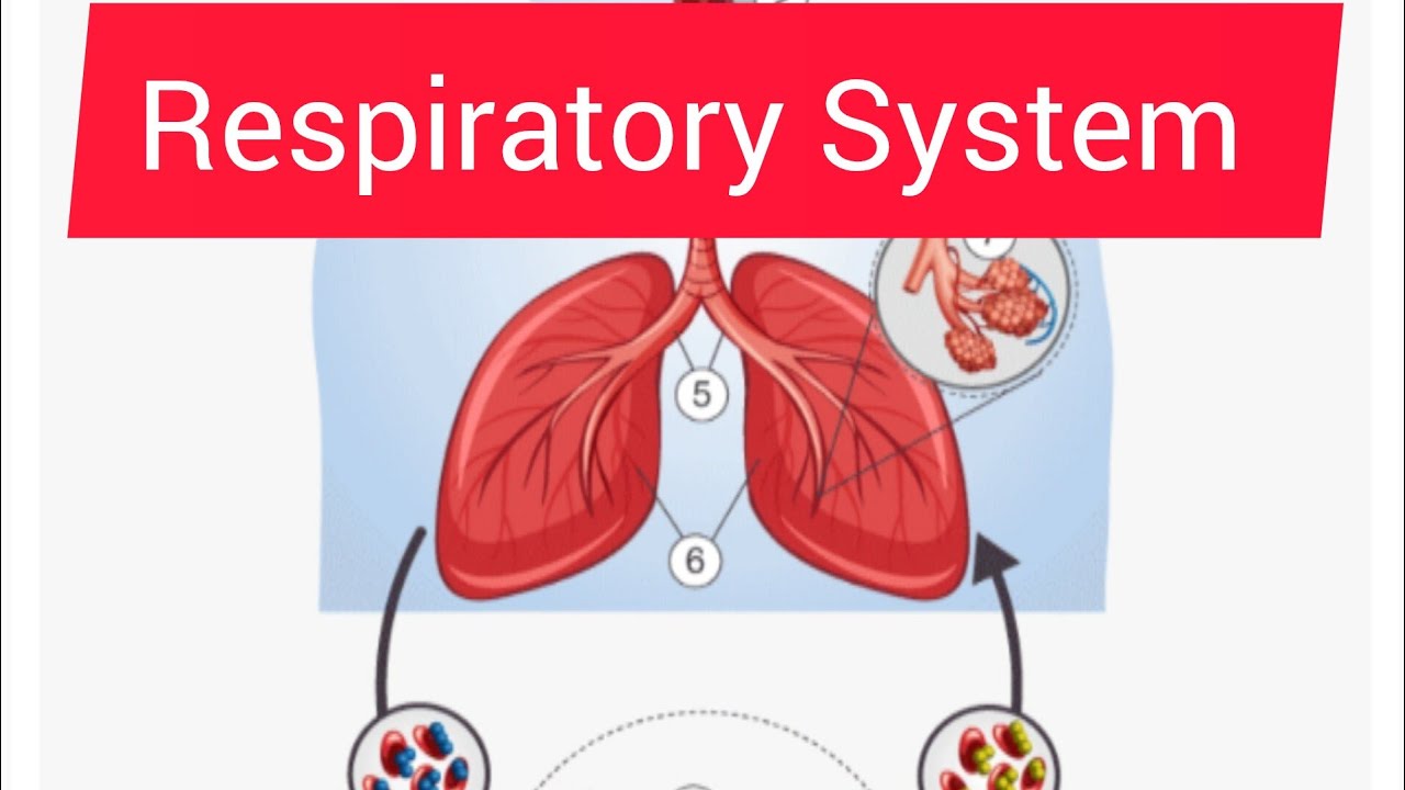 Respiratory System Anatomy And Physiology|| Parts and Functions with ...