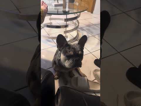 My Frenchie Casper crying so he can laid down next to me 😍🐶🤩 - YouTube