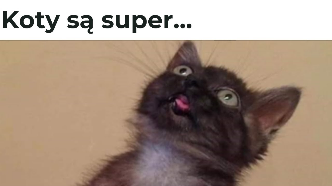 Memy O KOTACH 🤣 |1| Kocie Memy | Polskie memy 2024 | Memy po Polsku ...
