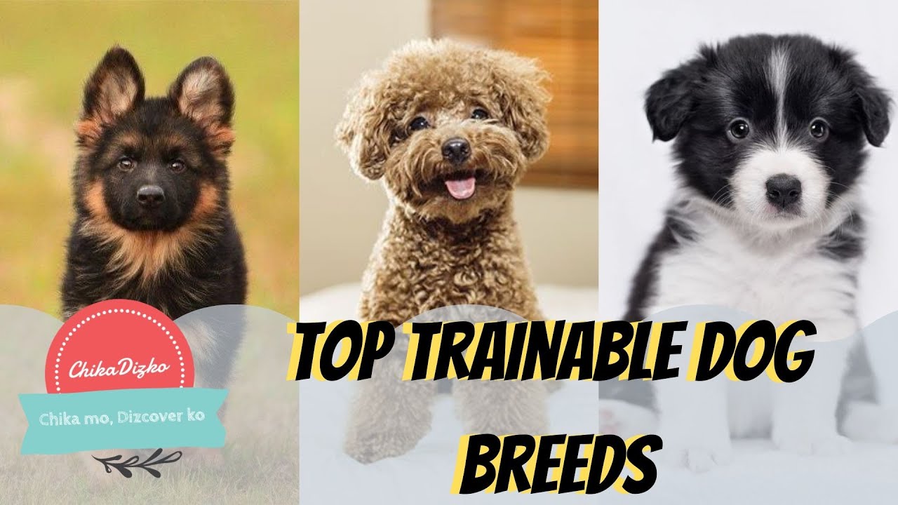 Top 10 Trainable Dog Breeds - YouTube