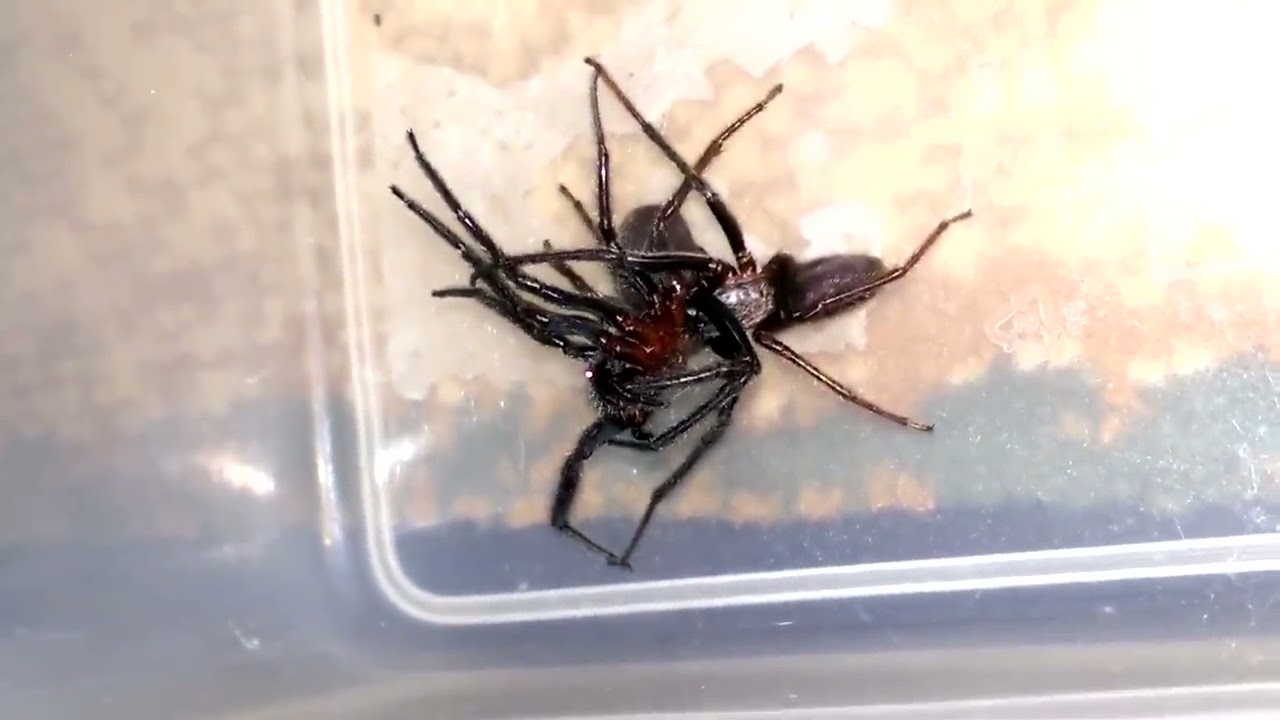 Tube web spider. Segestria florentina pairing. - YouTube
