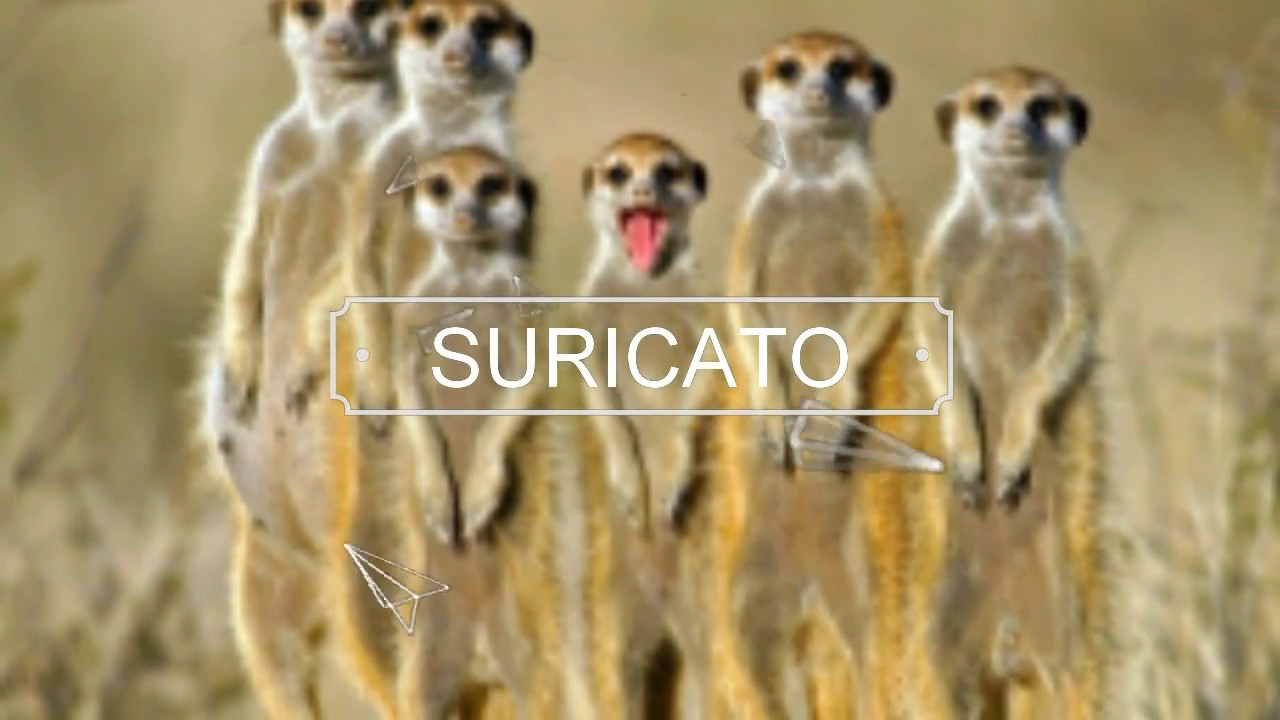 Suricato e a sua história - YouTube