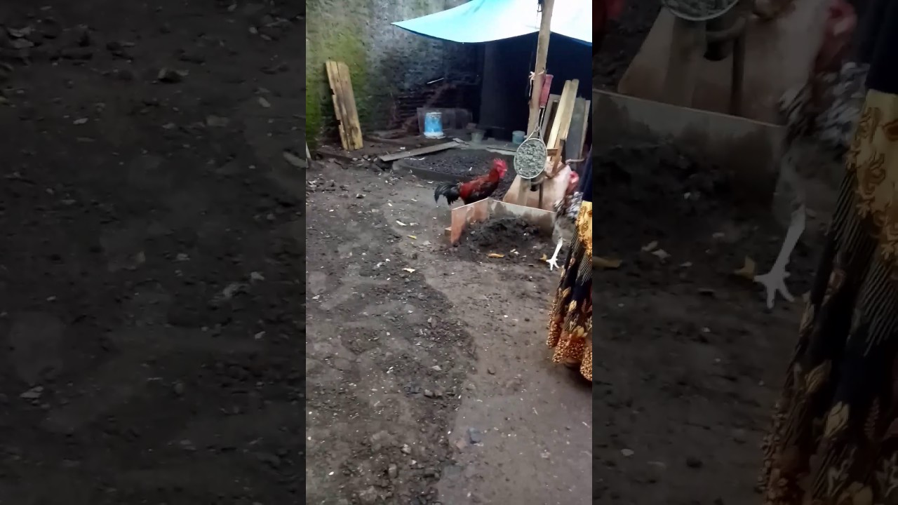 Berak Sembarangan - YouTube