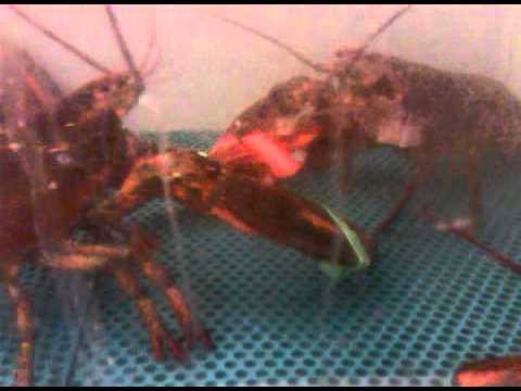 LOBSTER FIGHT!!!!!!!!! - YouTube