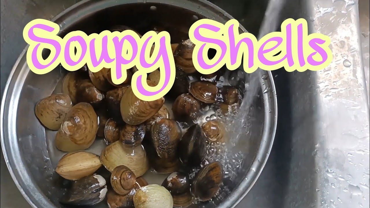 SEA SHELLS SOUP - YouTube