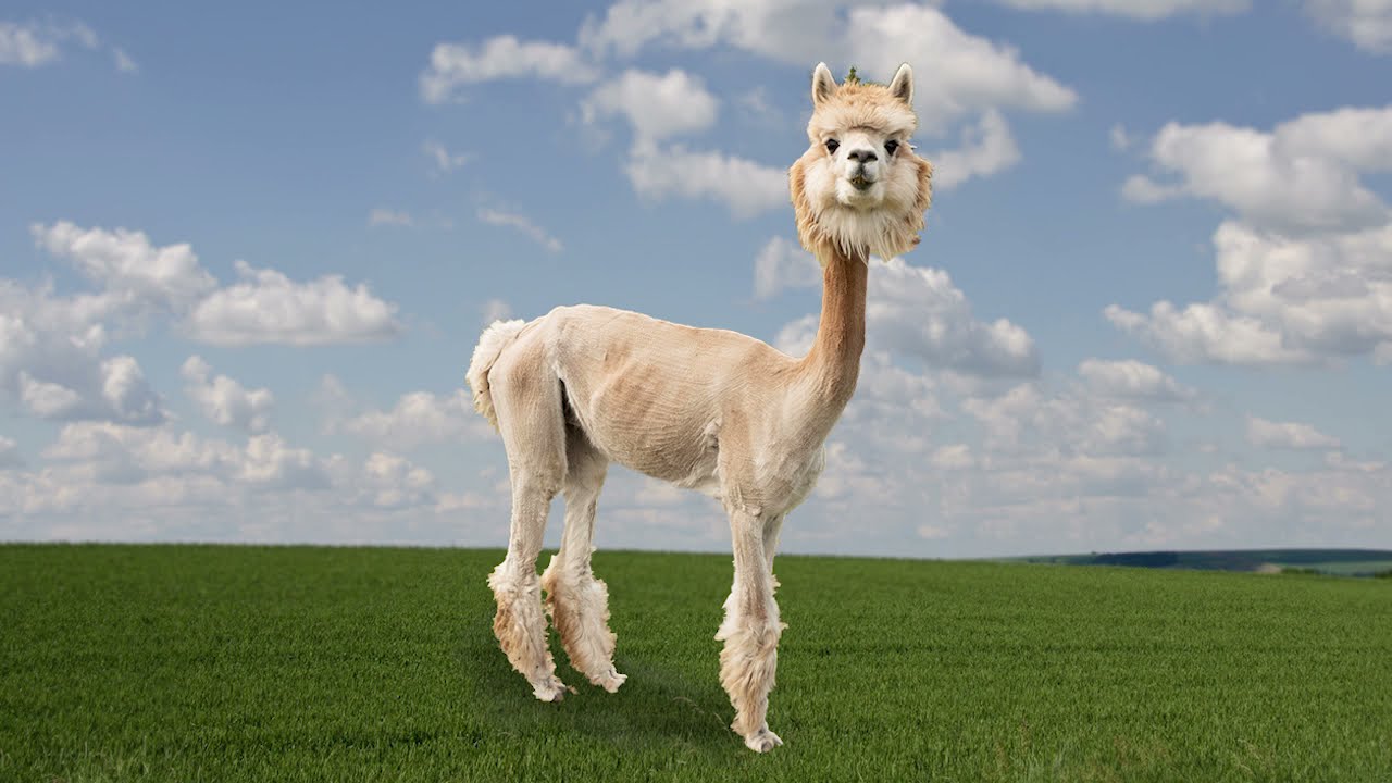 Alpaca-Dance - YouTube