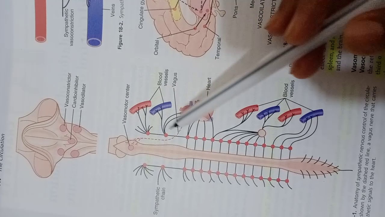 vasomotor tone. - YouTube