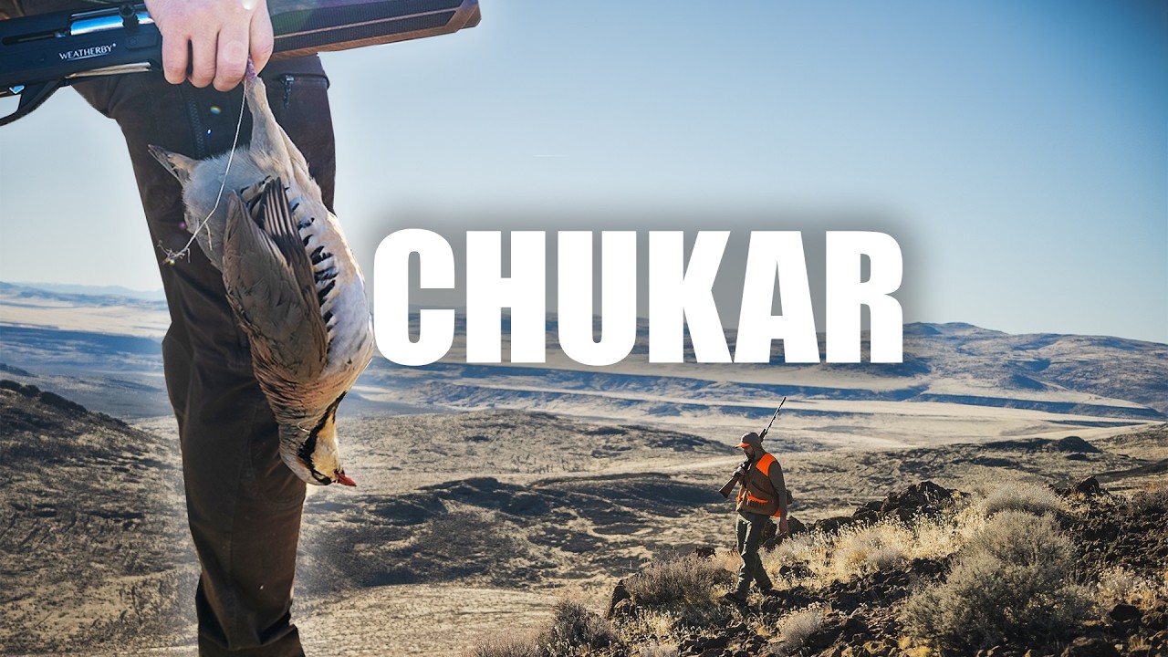 Chukar Hunting In Nevada - YouTube