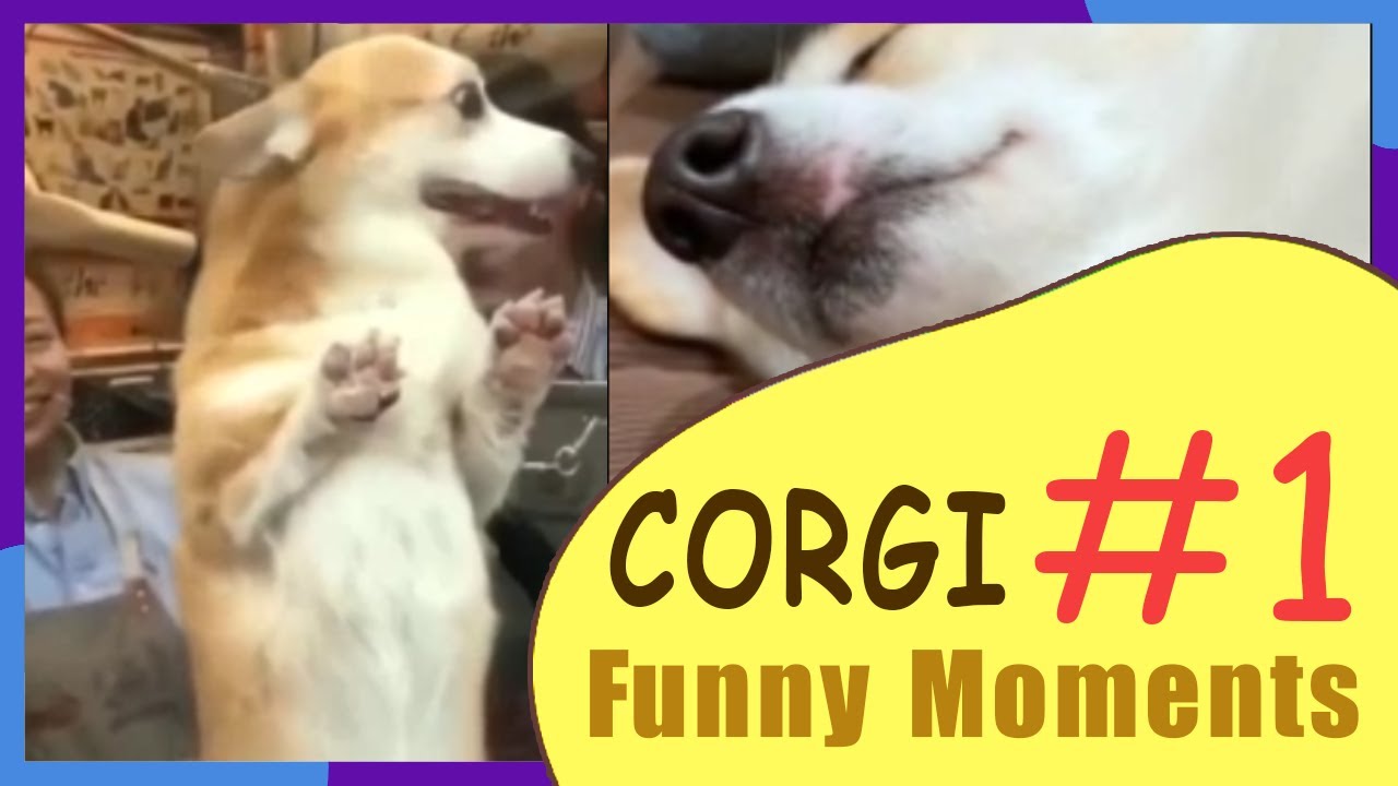Try not to laugh with Corgi | Funny Corgi Compilation #1 | Bigo Corgi ...